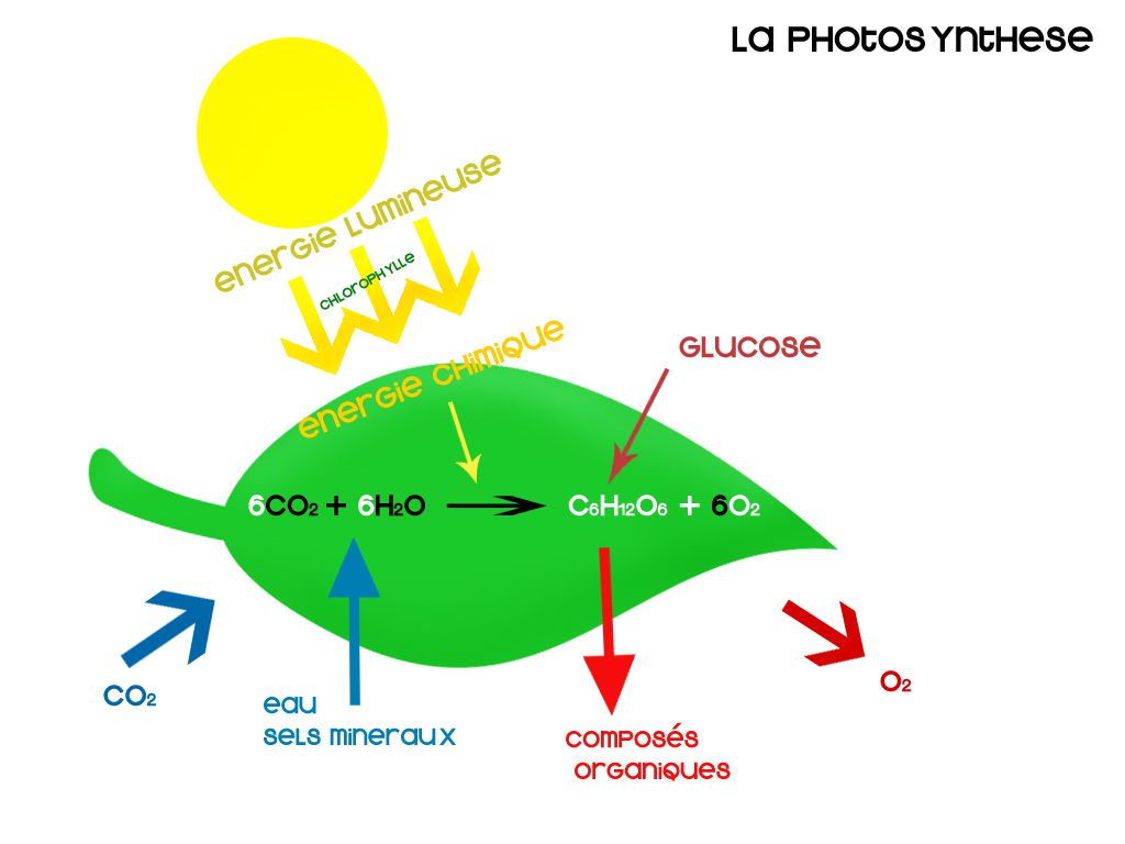 LE CYCLE DE VIE DES PLANTES : LA PHOTOSYNTHÈSE - Les Beauxtanistes