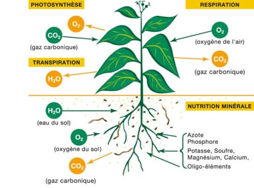 LE CYCLE DE VIE DES PLANTES : LA PHOTOSYNTHÈSE - Les Beauxtanistes